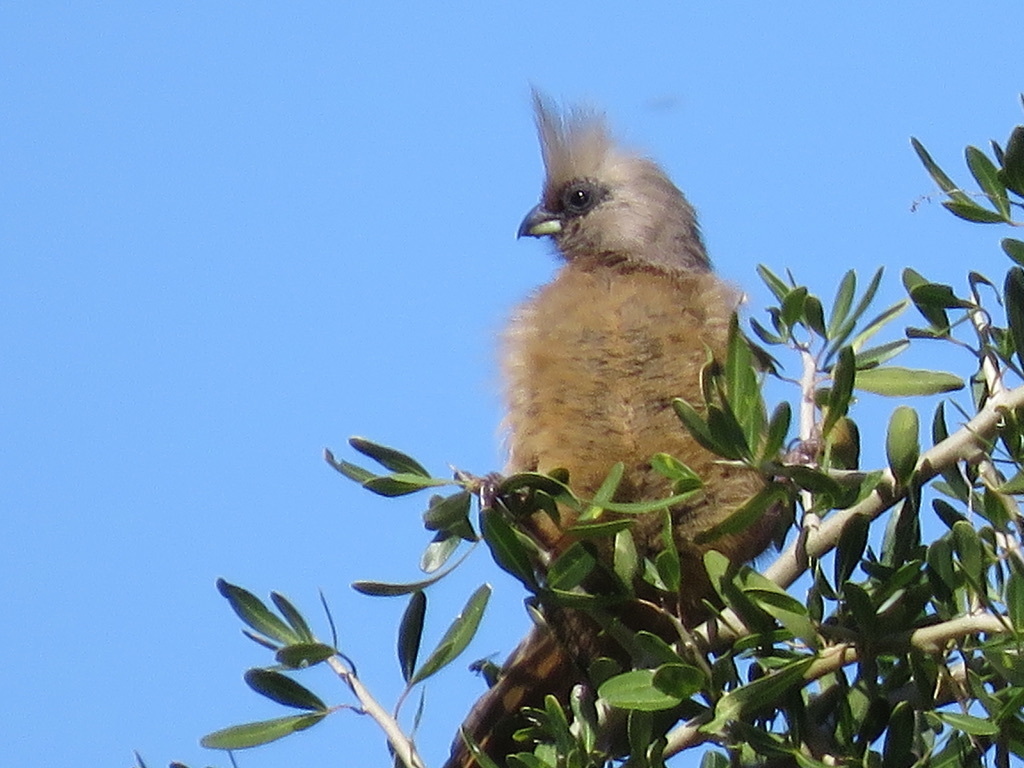 Mousebirds (Coliiformes) - Avian Discovery