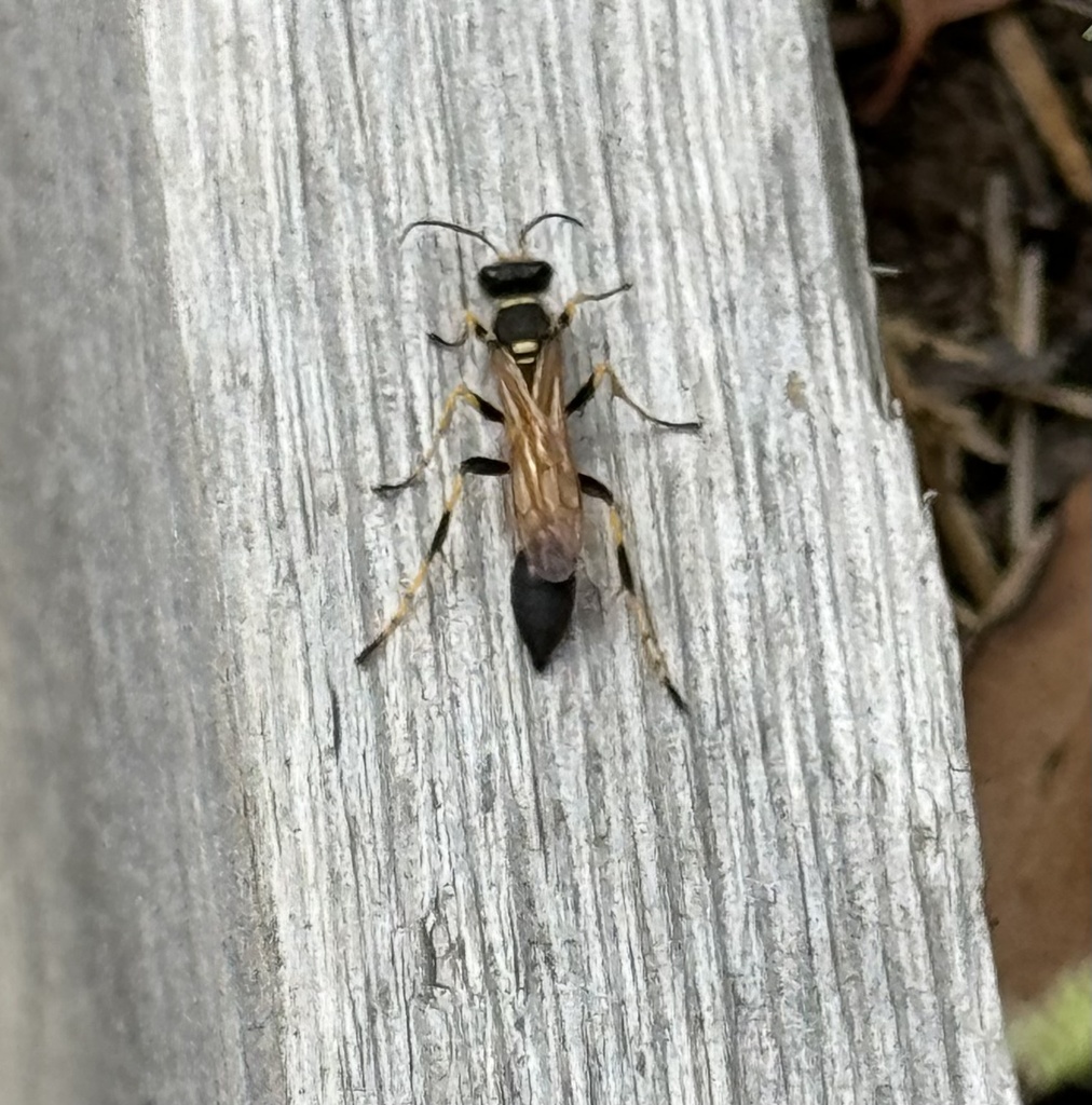 Yellow-legged Mud-dauber Wasp from 2nd Ave N, Seattle, WA, US on August ...
