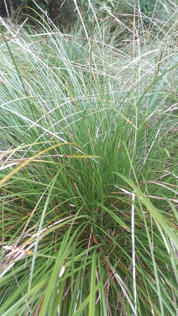 Carex virgata from Kapiti Coast, NZ-WG, NZ on August 17, 2024 at 08:52 ...