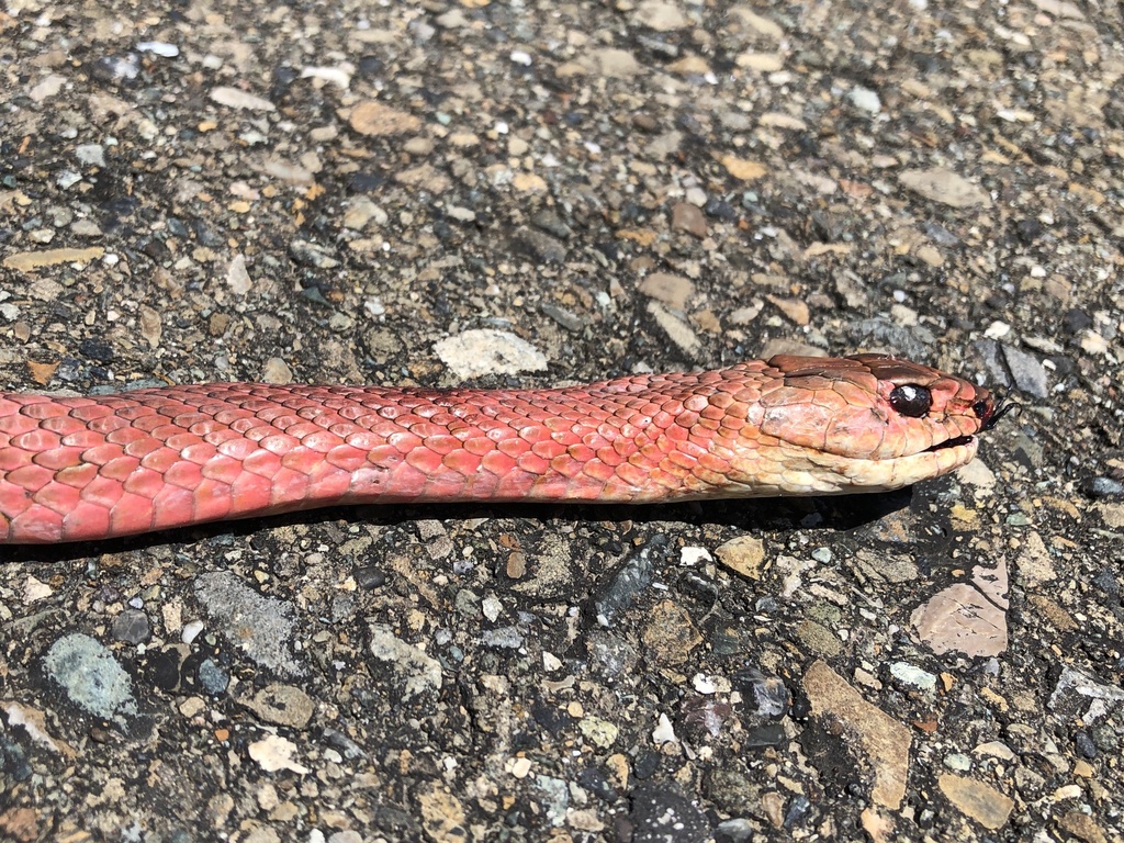 San Joaquin Coachwhip in May 2024 by Daniel George · iNaturalist