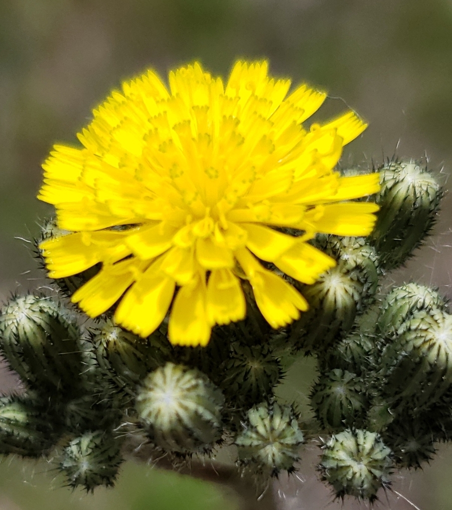 [Invasive] Meadow Hawkweed (Common Flora & Fauna of Little Pend Oreille ...