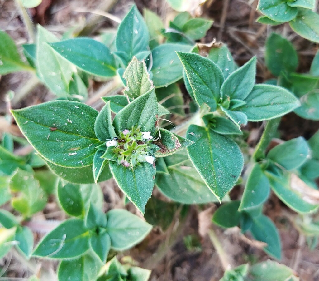 Florida Pusley from Mountain Park, GA, USA on August 15, 2024 at 07:54 ...
