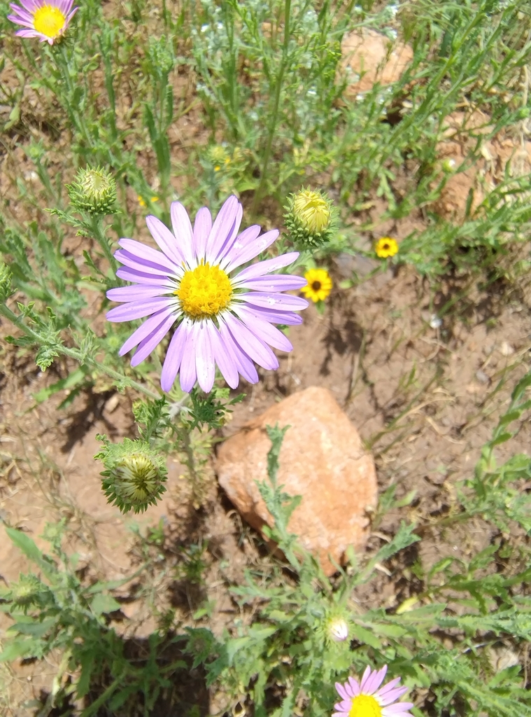 Xanthisma gymnocephalum from 35860 Dgo., México on August 10, 2024 at ...