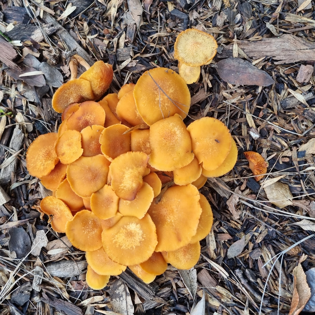 southern jack-o'-lantern from Santa María Tequepexpan, 45604 San Pedro ...