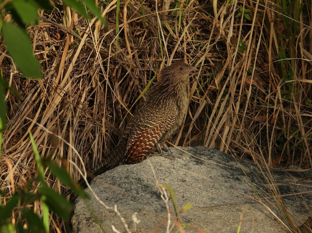 Pheasant Coucal from Picnic Bay QLD 4819, Australia on August 7, 2024 ...