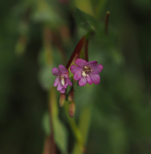 Subspecies Epilobium glaberrimum glaberrimum · iNaturalist