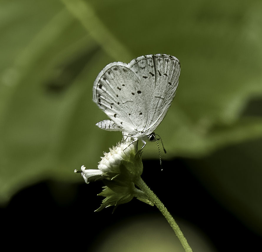 Summer Azure from Madison County, AL, USA on August 14, 2024 at 02:44 ...