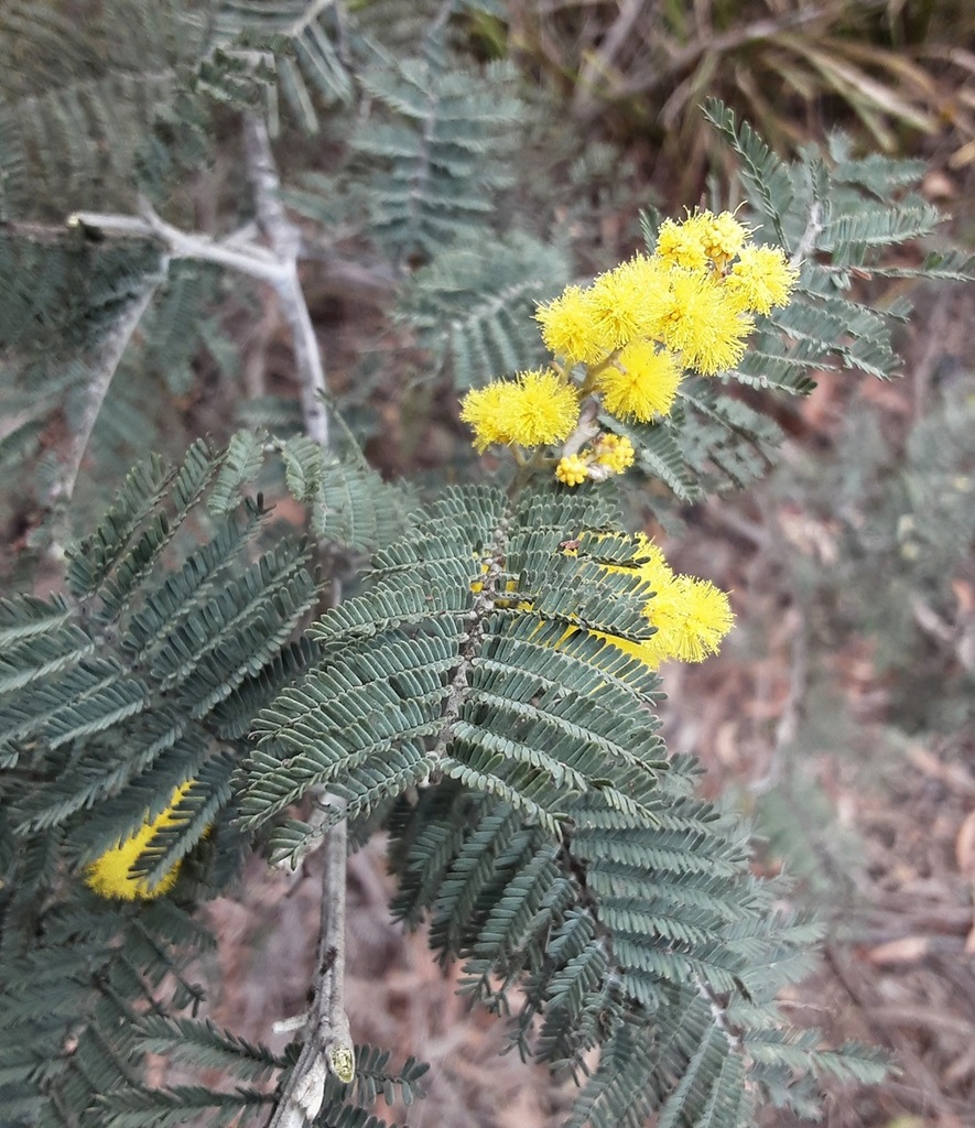 Silver wattle from Gardens of Stone SCA, Cullen Bullen NSW 2790 ...