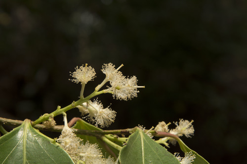 Scolopia crenata · iNaturalist