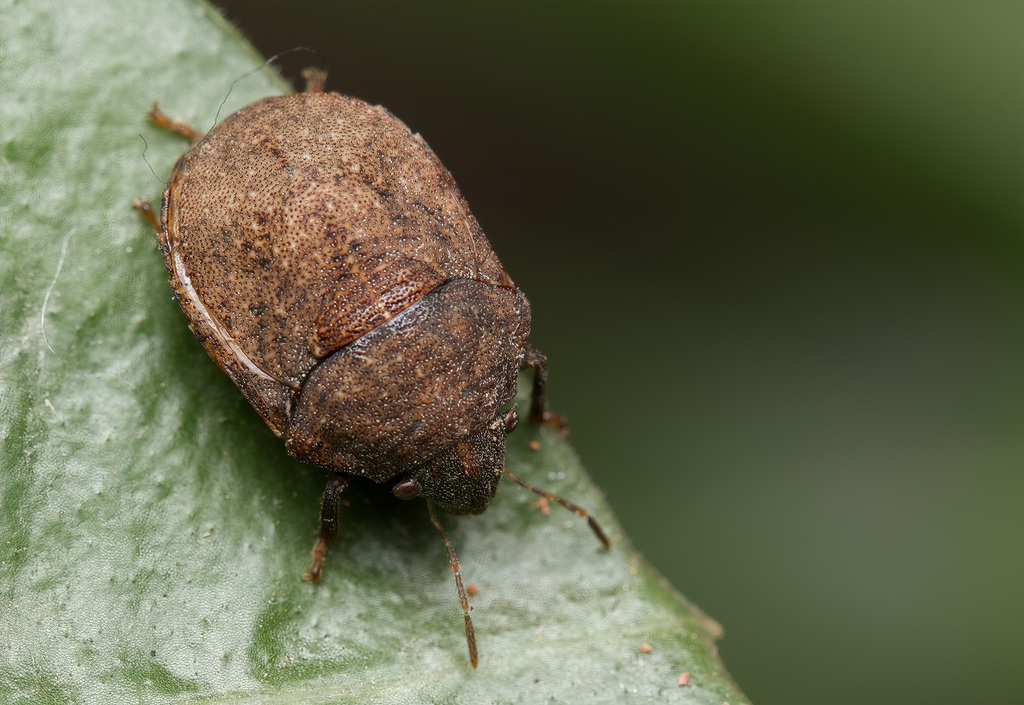 Camirus from Sinop, MT, Brasil on November 3, 2020 at 07:22 PM by ...