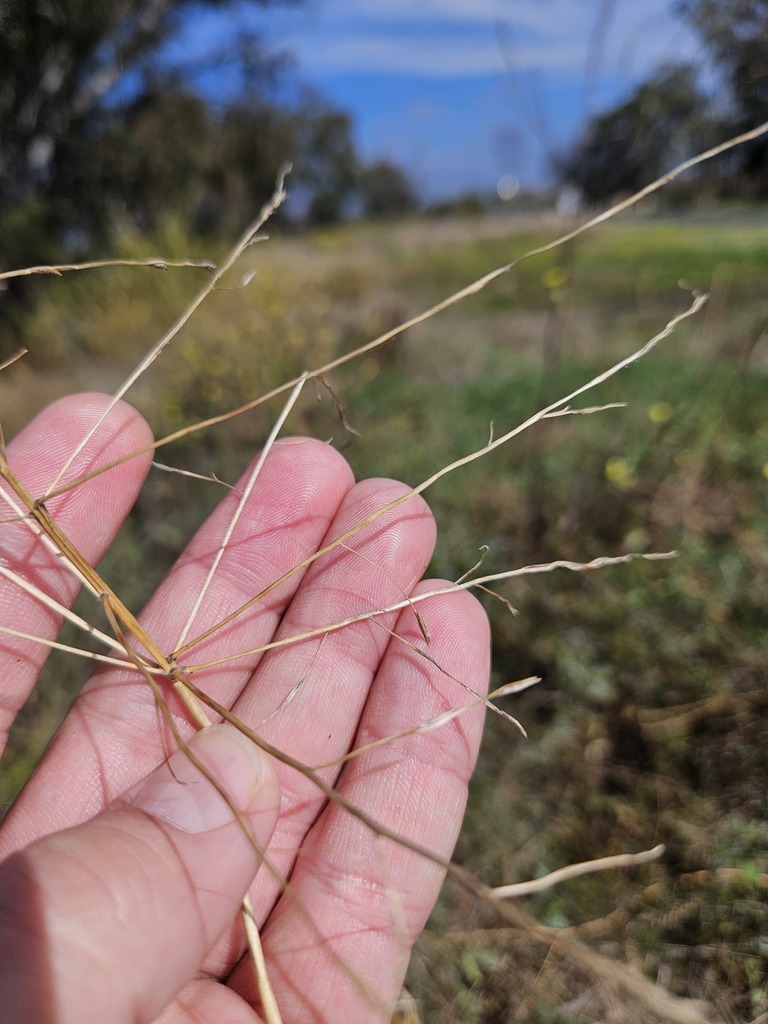 Finger Panic Grass from Branchview QLD 4352, Australia on August 16 ...