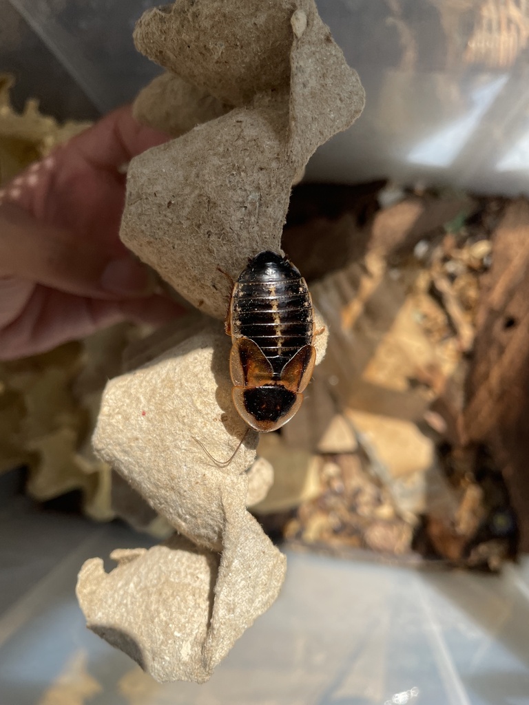 Dubia Cockroach in August 2024 by Pintsen JIN. captive · iNaturalist