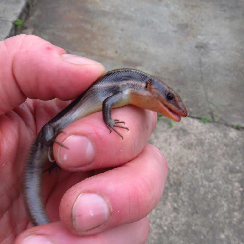 Common Five-lined Skink from Akron, oh on July 4, 2016 at 04:53 PM by ...