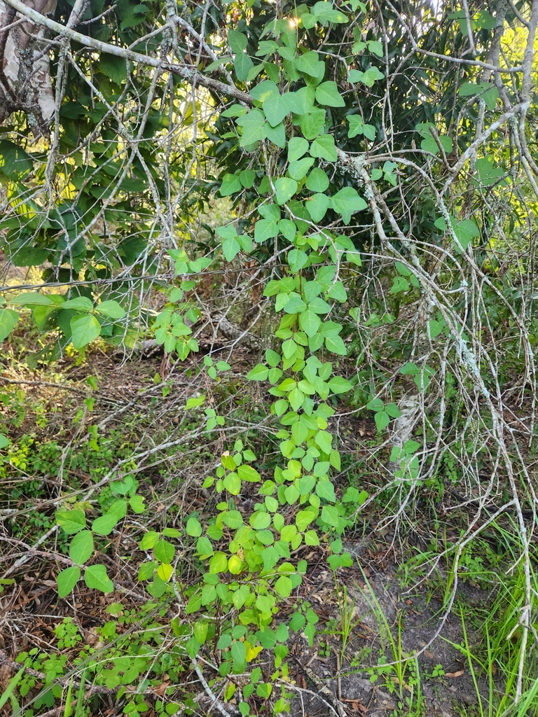 Phaseoleae from Alvin, TX 77511, USA on August 16, 2024 at 06:33 PM by ...