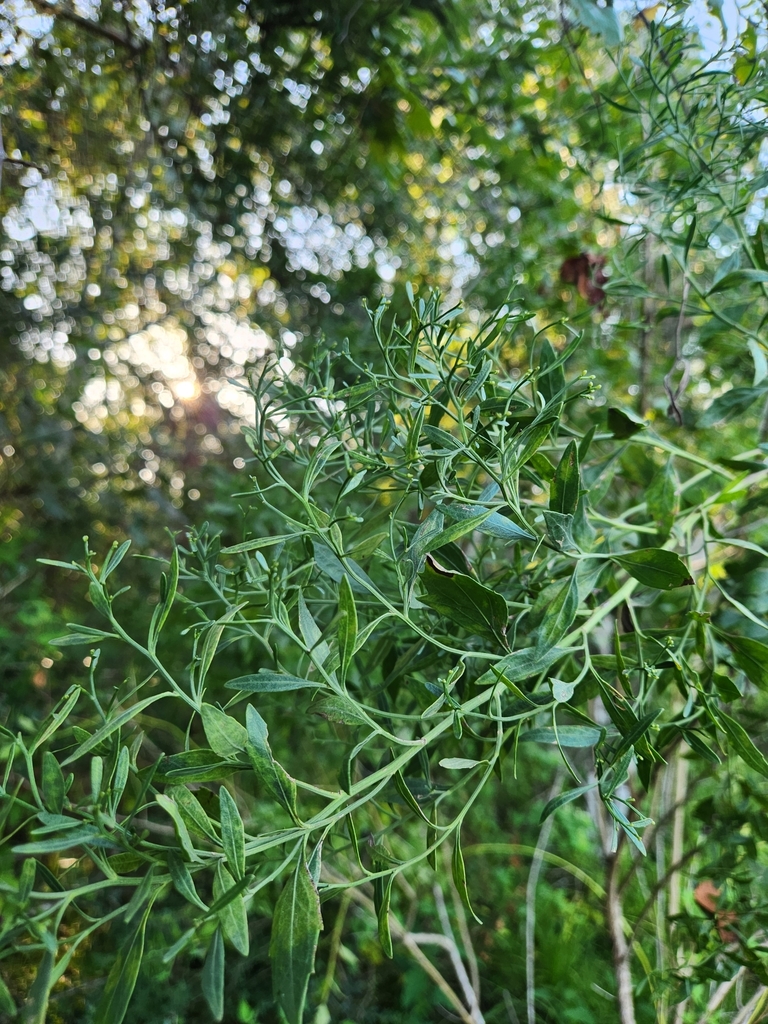 Poverty Weed from Camp Mohawk County Park on August 16, 2024 at 06:46 ...
