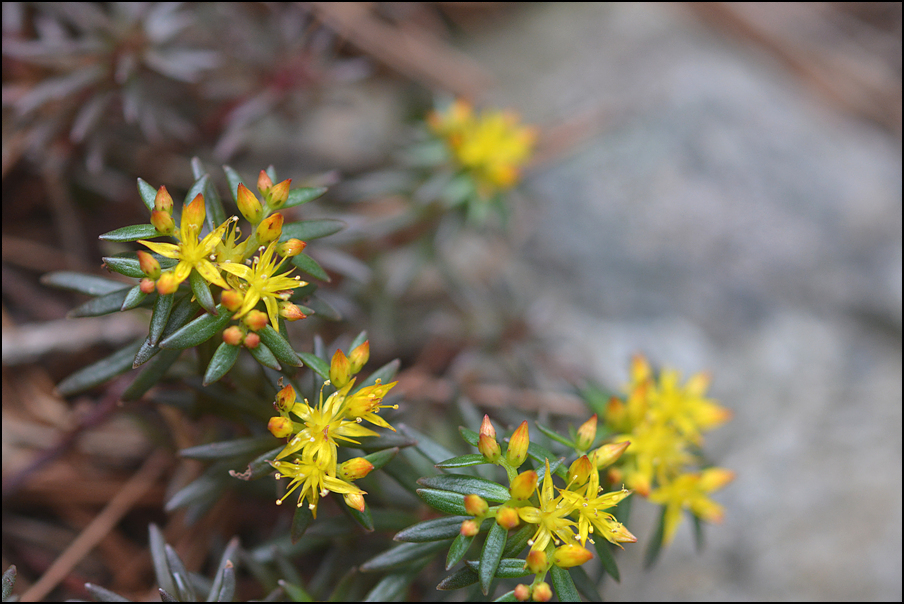 (Sedum polytrichoides) - Botanical Realm