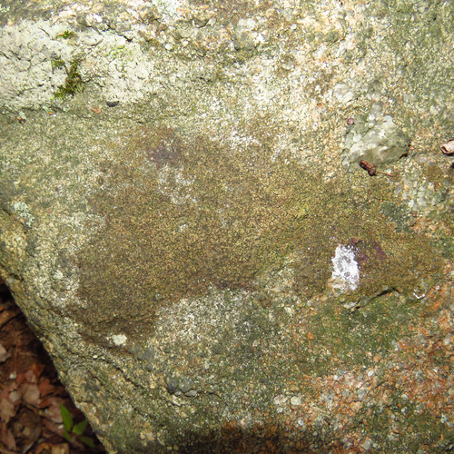 Scaly Stippled Lichen (Lichens and Fungi of Montana Vol. 1, A-L ...