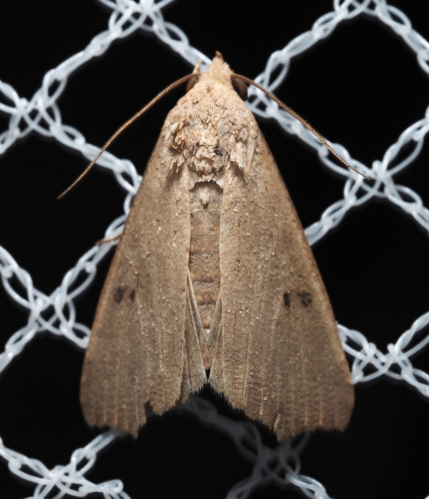 Plecoptera reflexa from Kalamunda WA, Australia on July 23, 2024 at 07:22 PM by sarraj · iNaturalist