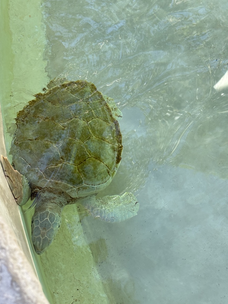 Loggerhead Sea Turtle in July 2024 by Isis Daniela · iNaturalist