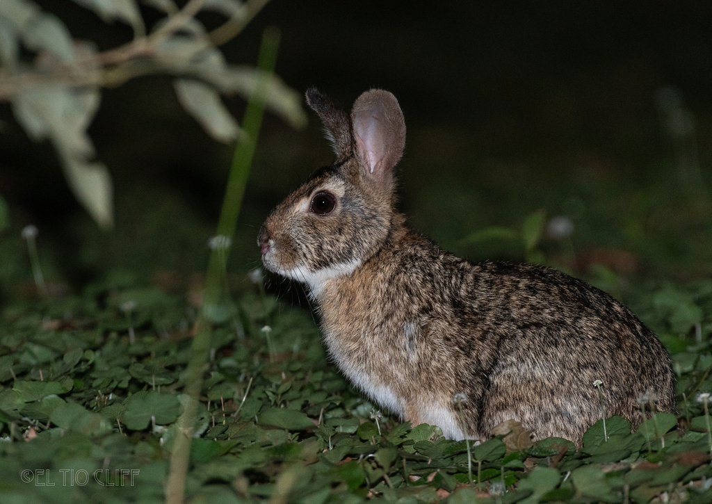 Common Tapeti from Ruta 101, N3364 Andresito, Misiones, Argentina on ...