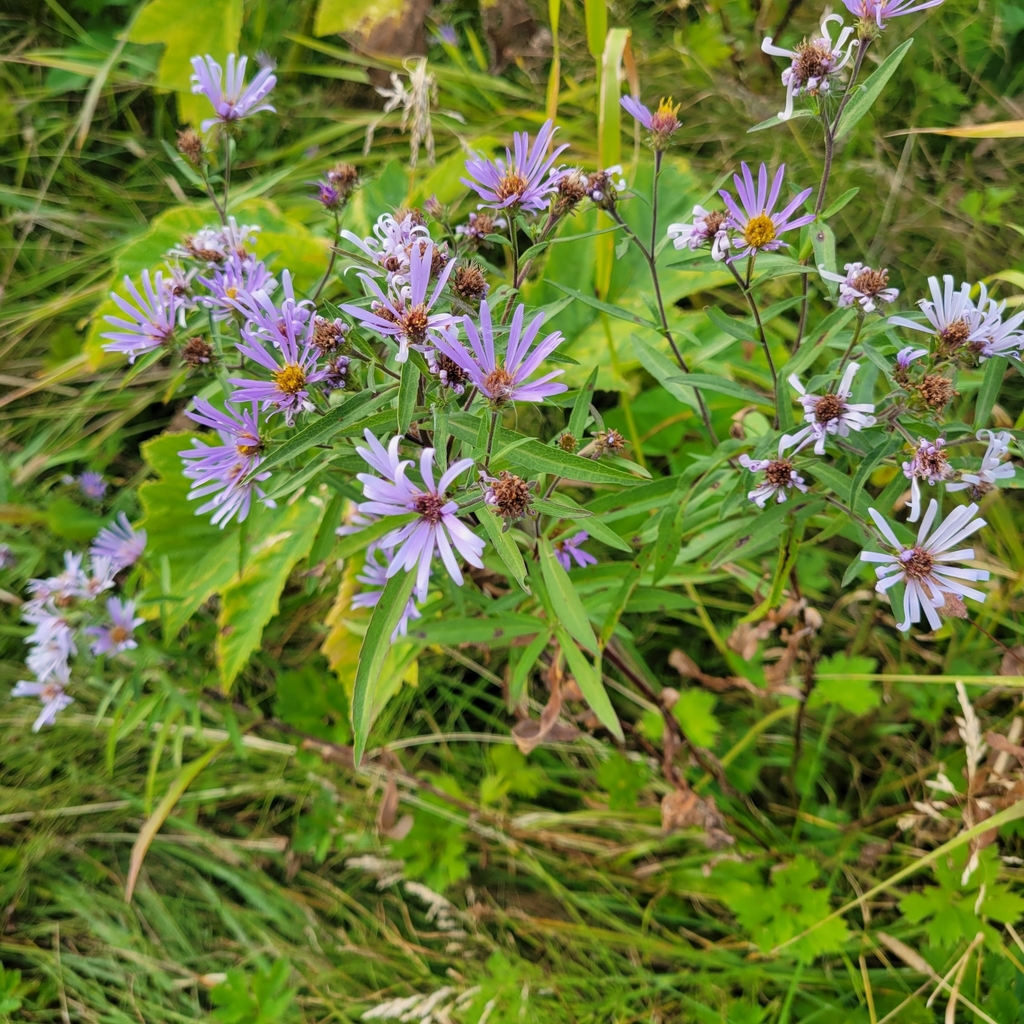 Douglas' Aster (Symphyotrichum subspicatum) - Botanical Realm