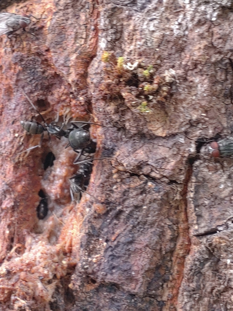 Japanese Carpenter Ant from 日本 〒929-0456 on August 17, 2024 at 01:43 PM ...