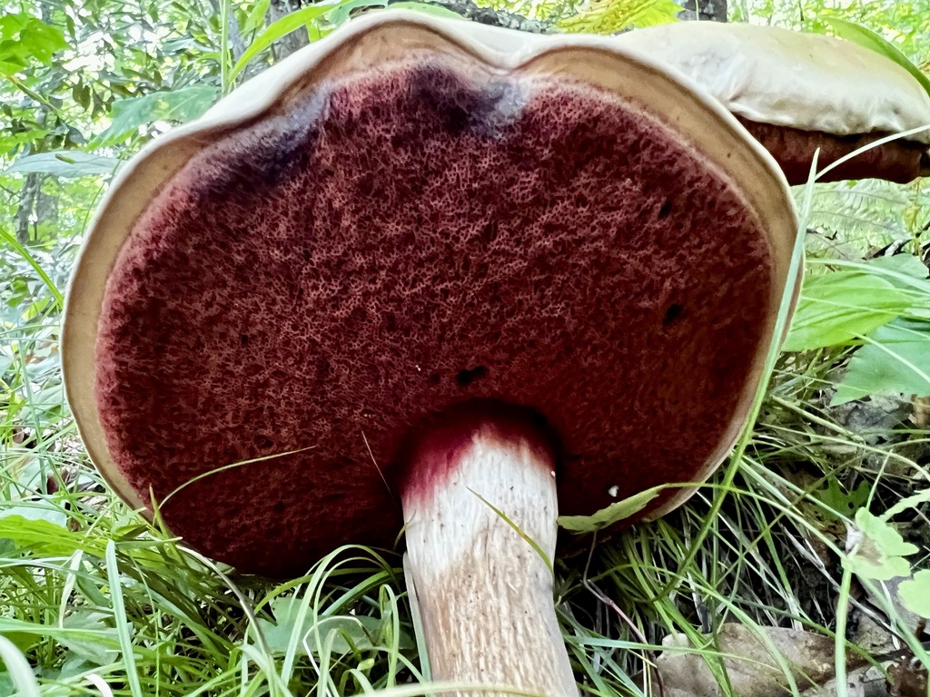 Caloboletus firmus from Pisgah National Forest, Burnsville, NC, US on ...