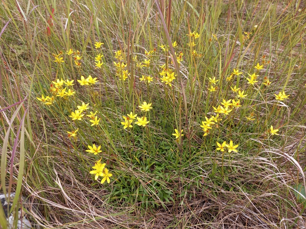 Marsh Saxifrage from Магаданская обл., Россия, 685910 on August 17 ...