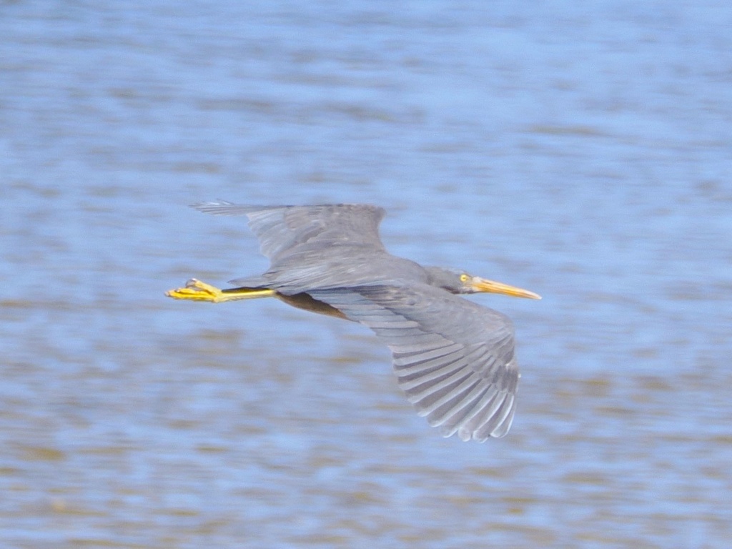 Pacific Reef Heron from Laguna Bay, Noosa Heads, QLD, AU on August 17 ...