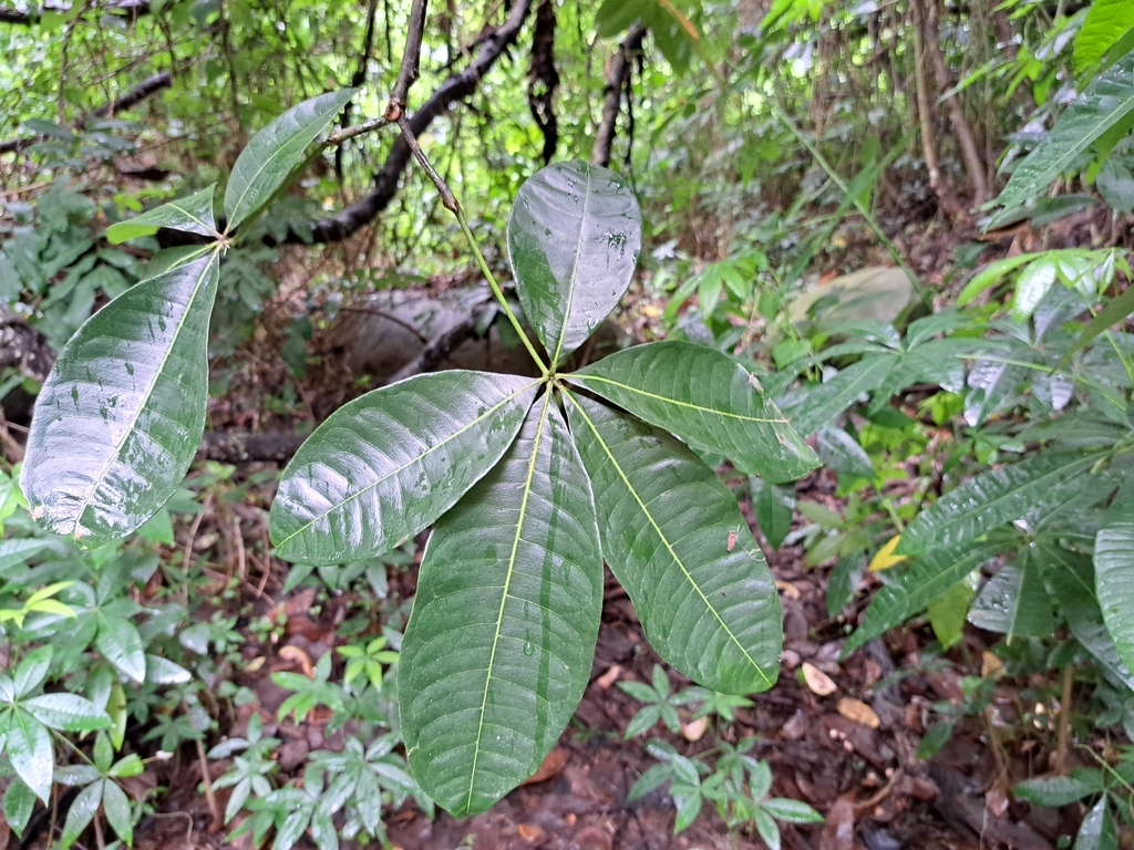 saba nut tree from 413台灣台中市霧峰區坑口里 on August 17, 2024 at 12:27 PM by ...