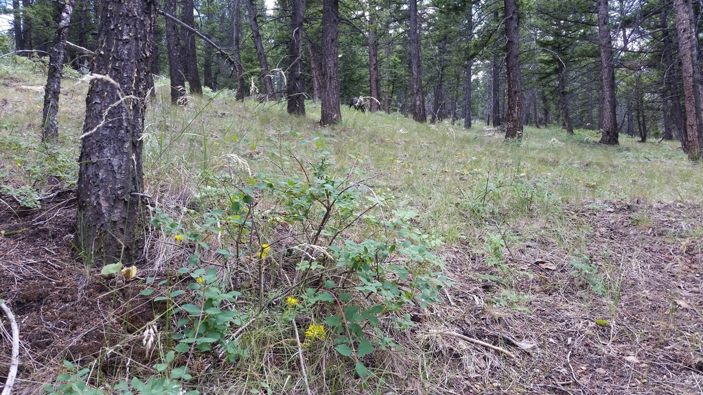 Wheeler's Bluegrass (Poa wheeleri) - Botanical Realm