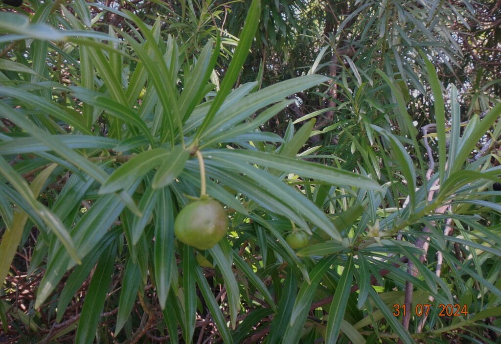 Be-still tree from Taroom QLD 4420, Australia on July 31, 2024 at 12:46 ...