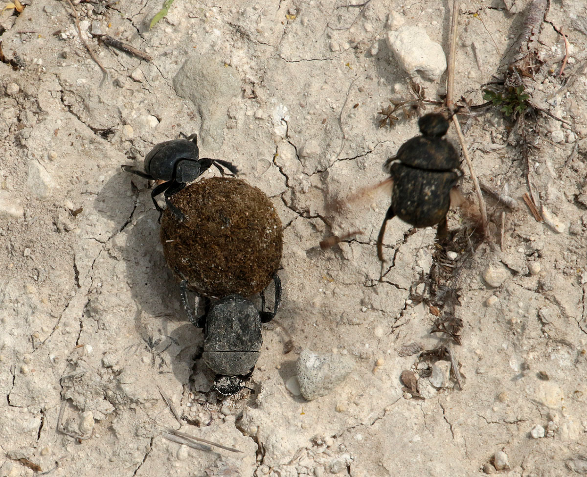 Gymnopleurus mopsus (Pallas, 1781)