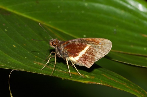 Dubiella fiscella · iNaturalist