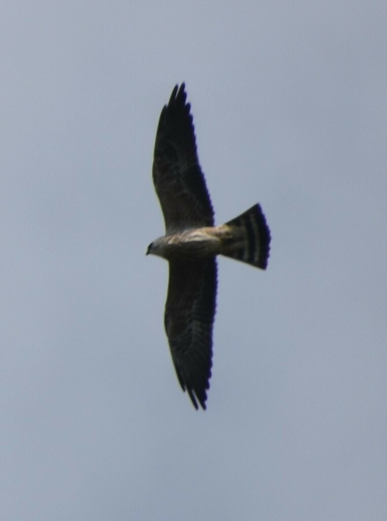 Mississippi Kite from Charlie Carson Rd. Washington County, TN, USA on ...