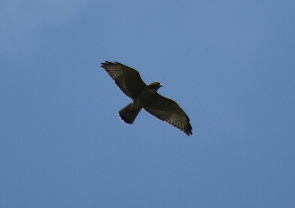 Broad-winged Hawk from Charlie Carson Rd. Washington County, TN, USA on ...