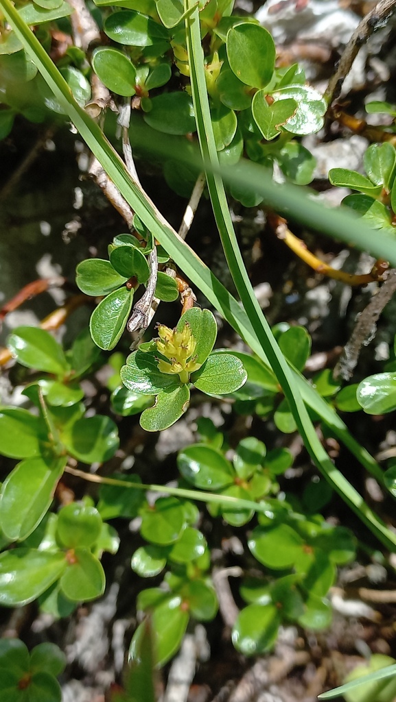 Retuse-leaved Willow from 74740 Sixt-Fer-à-Cheval, Francia on August 9 ...