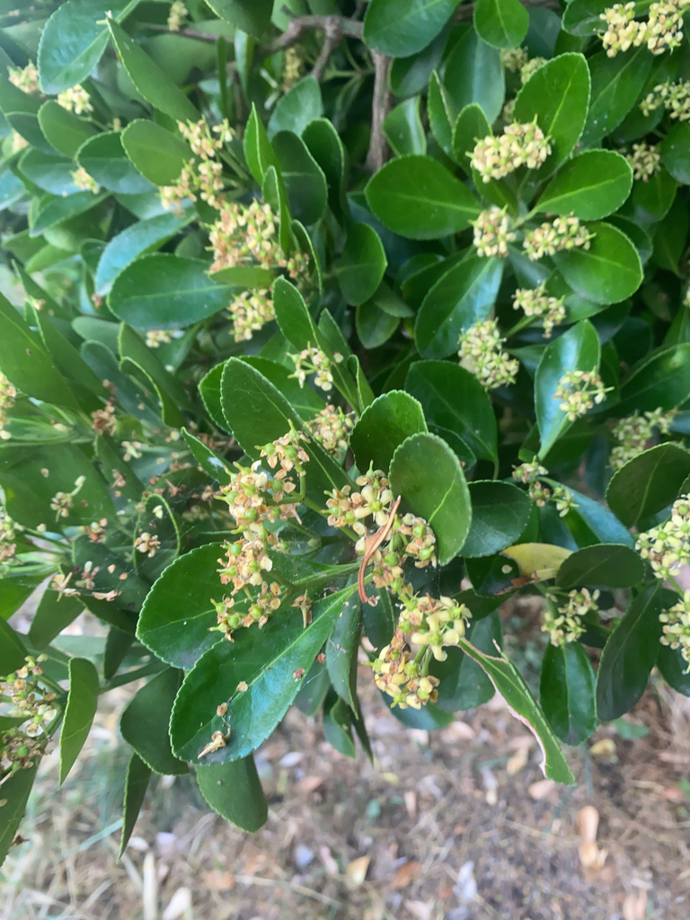 Japanese spindle tree from Broadstairs on August 16, 2024 at 07:02 PM ...