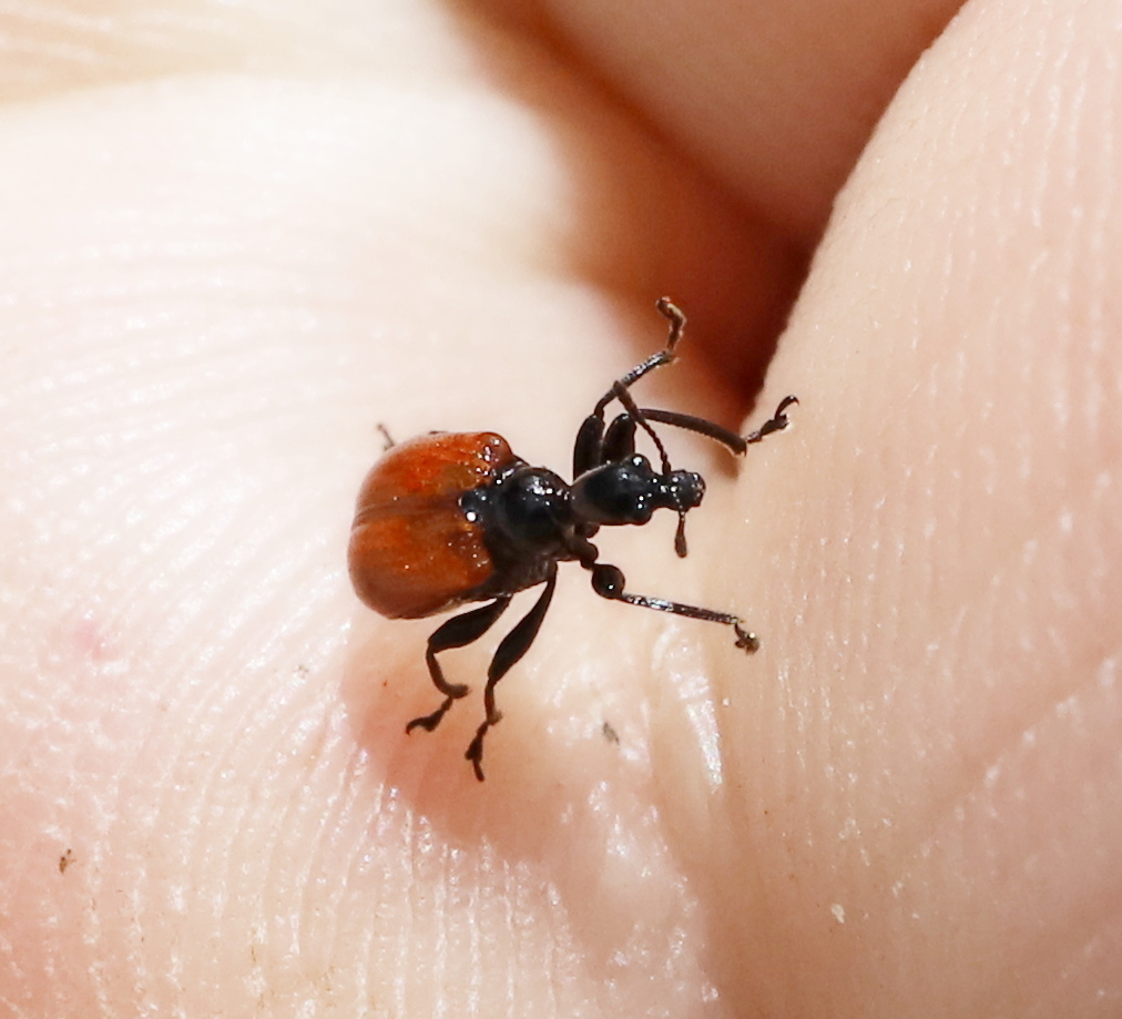 Compsapoderus erythropterus from Турочакский р-н, Респ. Алтай, Россия ...