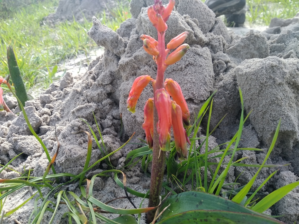 Red Viooltjie from Milnerton Rural, Cape Town, South Africa on August ...