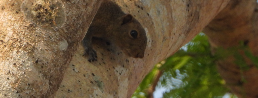 Plantain Squirrel from Bojonegoro Regency, East Java, Indonesia on ...