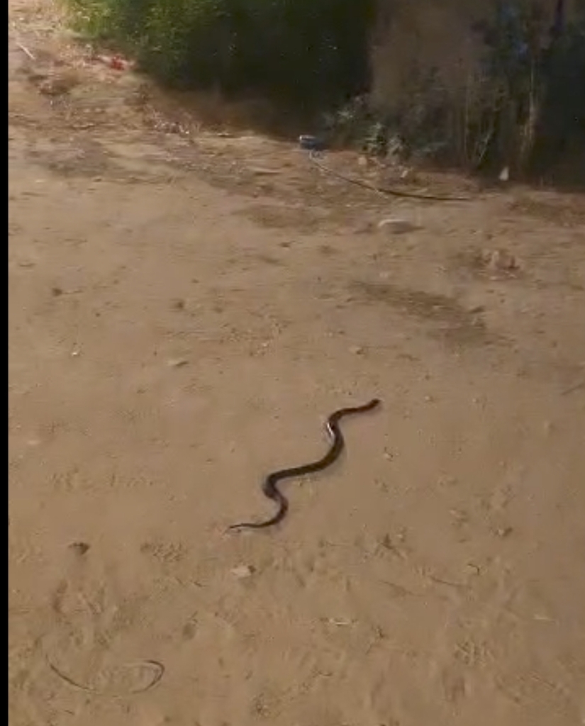 Western Black Desert Cobra in August 2024 by tal_l. Screenshots from a ...