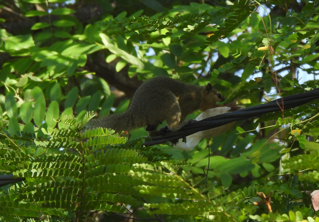 Plantain Squirrel from Bojonegoro Regency, East Java, Indonesia on ...