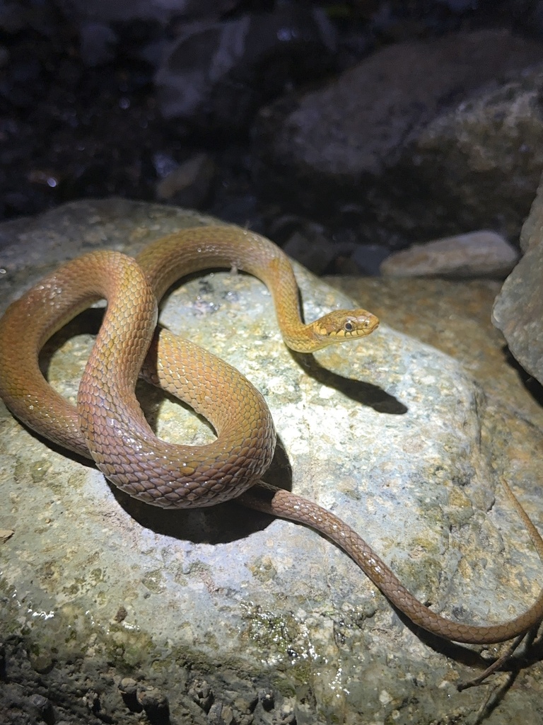 Japanese Keelback (Hebius vibakari) - Snakes and Lizards
