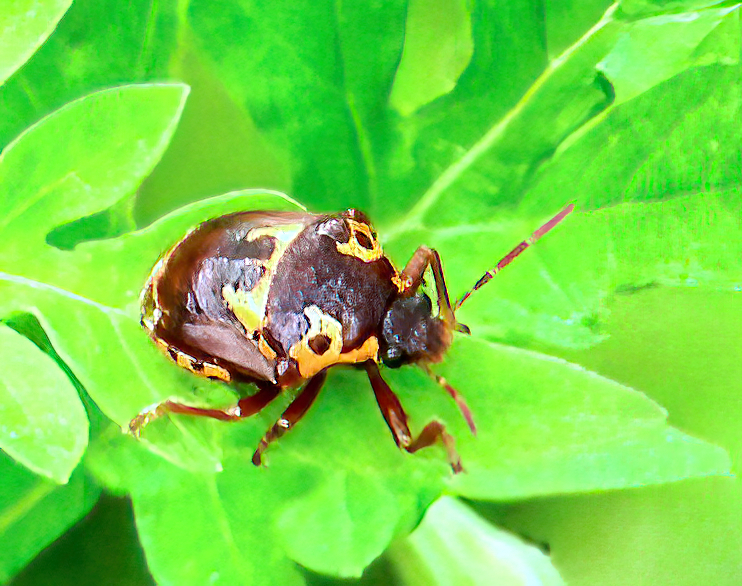 Anchor Stink Bug from Nashville, TN, USA Radnor Lake Park on July 30 ...