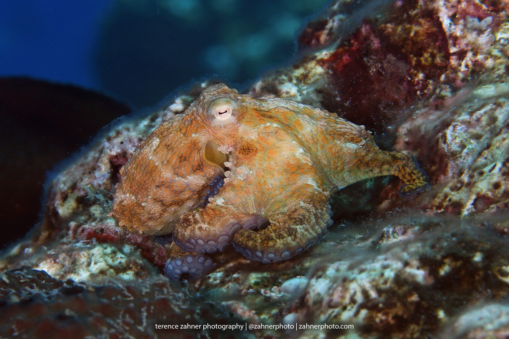 Bumblebee Two-spot Octopus (Cephalopods of the United States) · iNaturalist