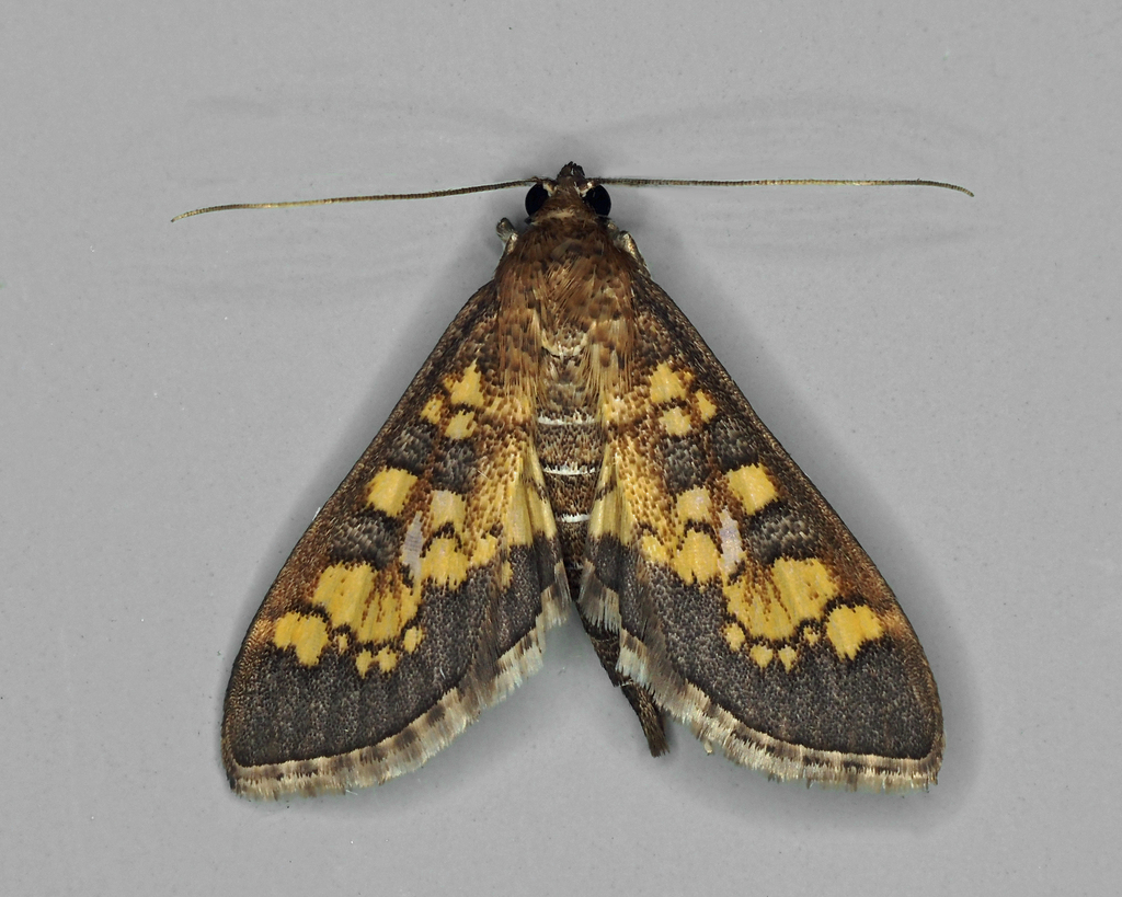Darker Diacme Moth from Salem, NH 03079, USA on August 17, 2024 at 06: ...