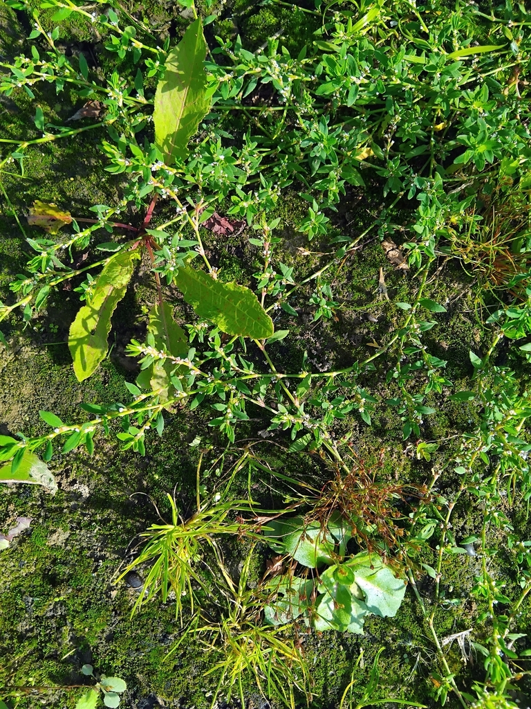 Prostrate Knotweed from Thornton-Cleveleys, UK on August 17, 2024 at 10 ...