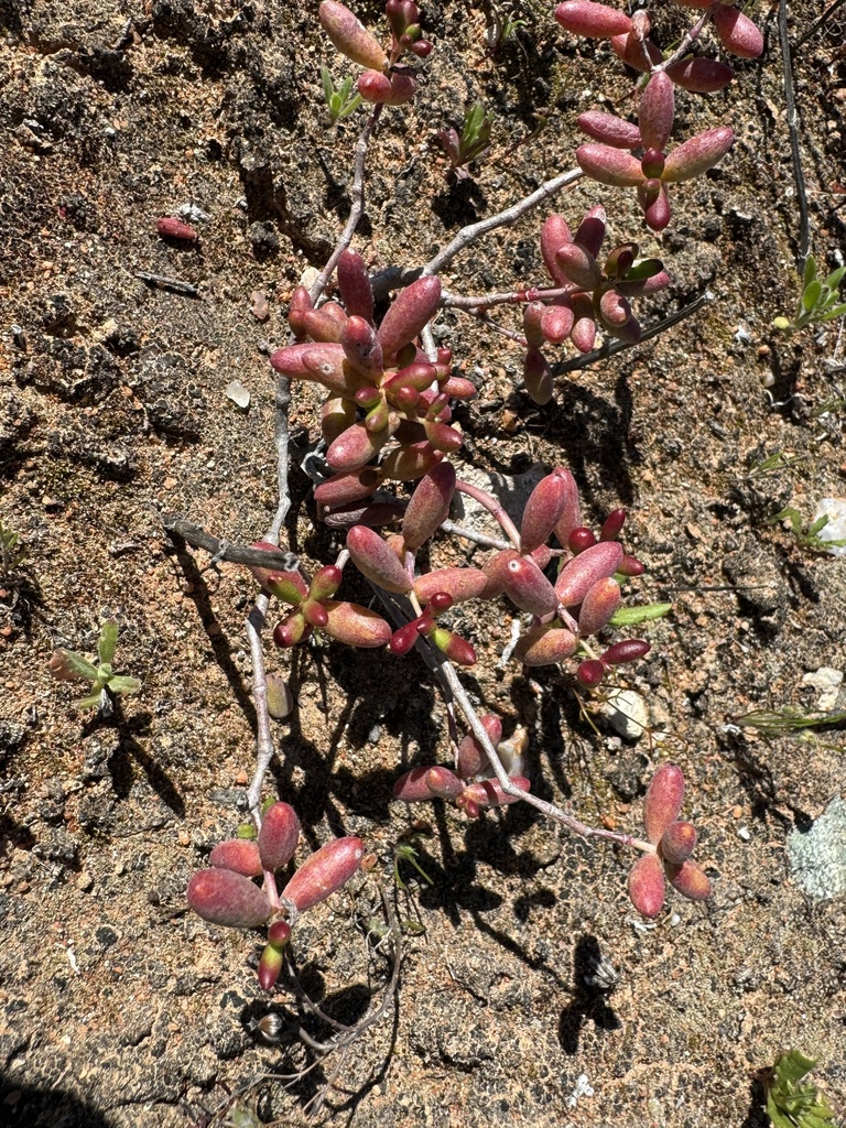 Fiery Fine Stonecrop from Groenrivier, Garies, NC, ZA on August 17 ...