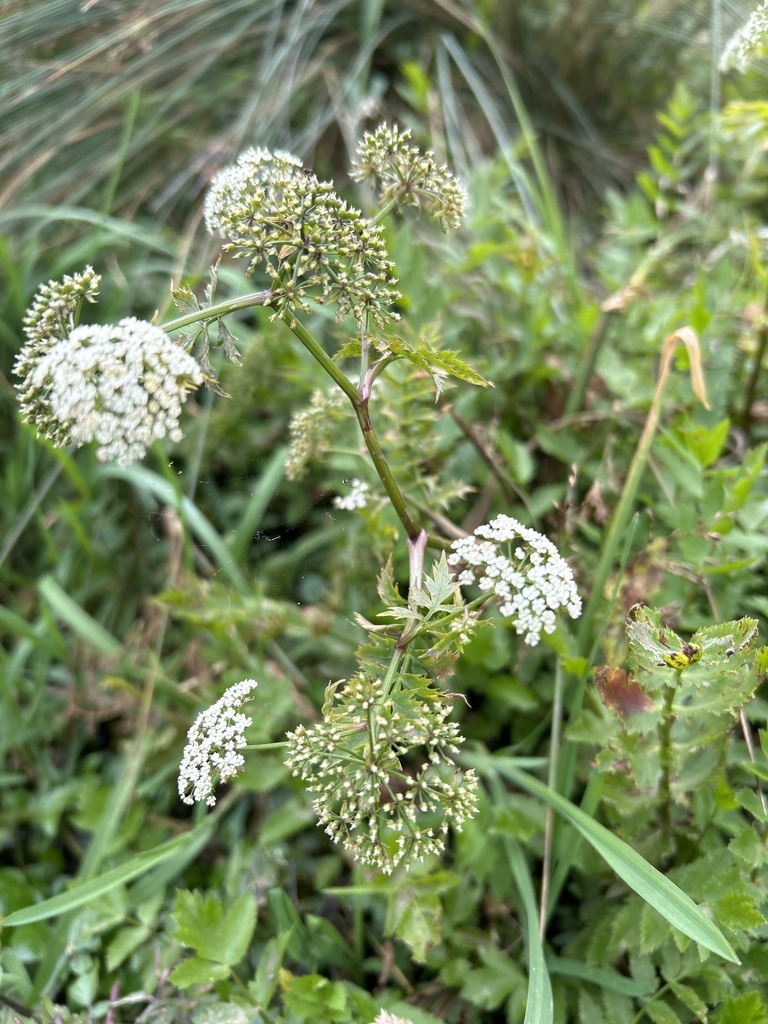 cutleaf water parsnip from Sherburn Village CP, Durham, England, GB on ...